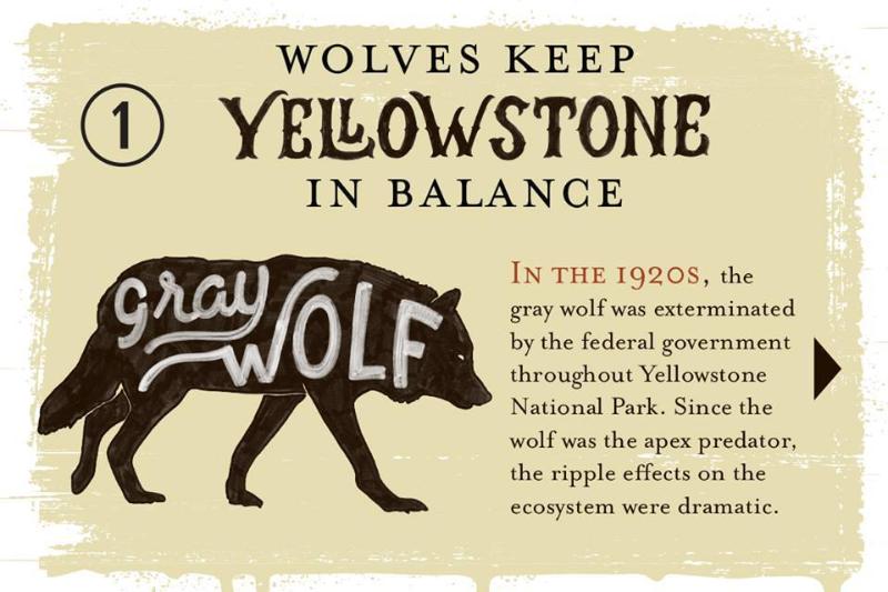 Reintroduction of Yellowstone wolves