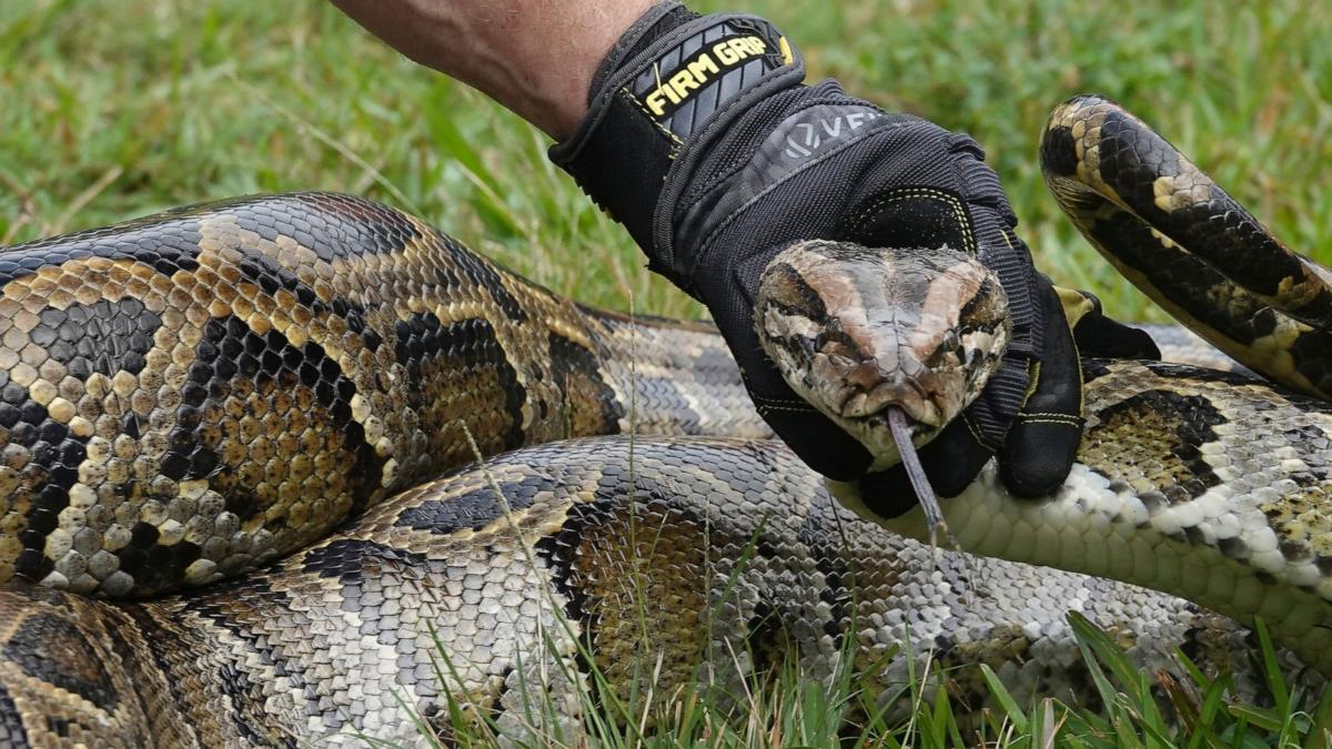 Florida's Python Invasion