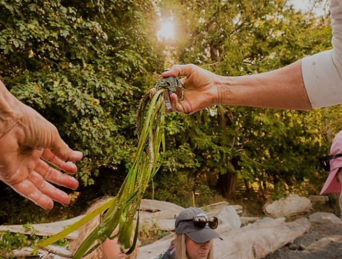 Salish Sea Nearshore Habitat Recovery Project