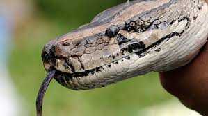 Burmese Pythons in the Everglades